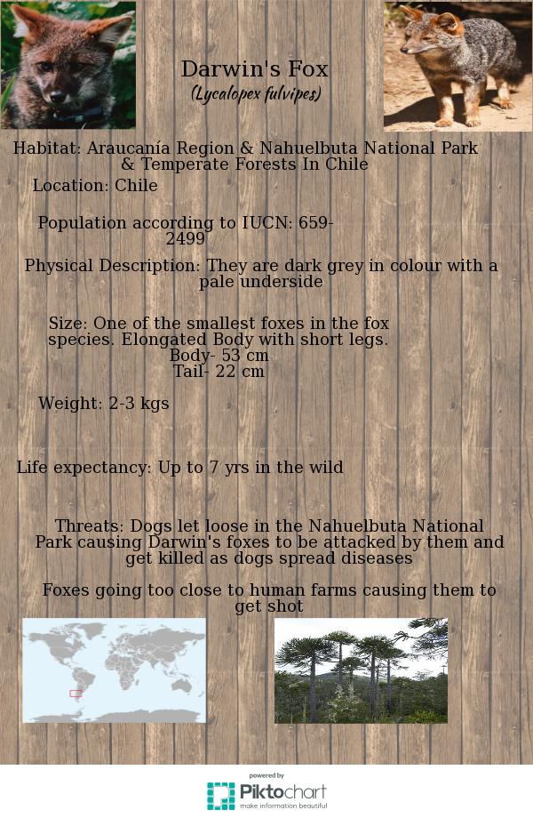 Darwin's Fox | Piktochart Infographic Editor